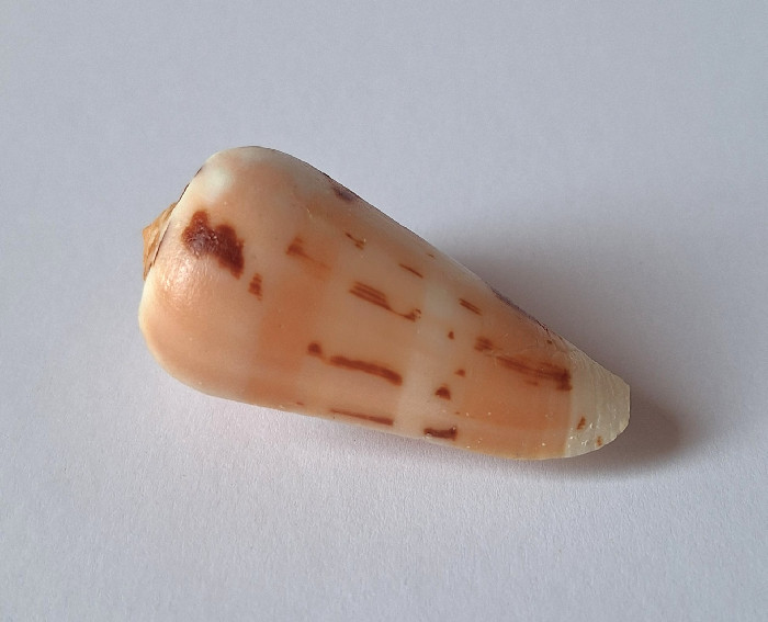 Conus mascarenensis - RARE :: SHELLS FOR YOU.CZ